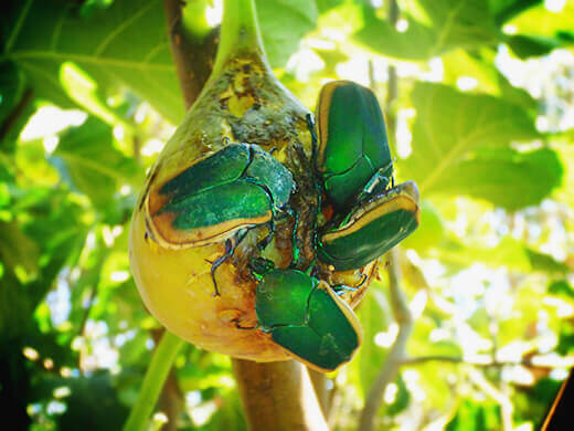 Fig Beetles | Ravings of a Mad Southerner